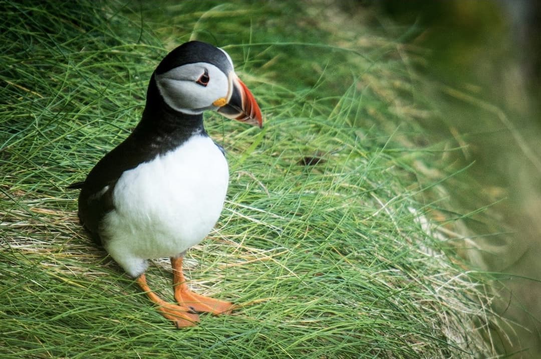 Tory Island's Passenger Ferry | Home | Tory Ferry